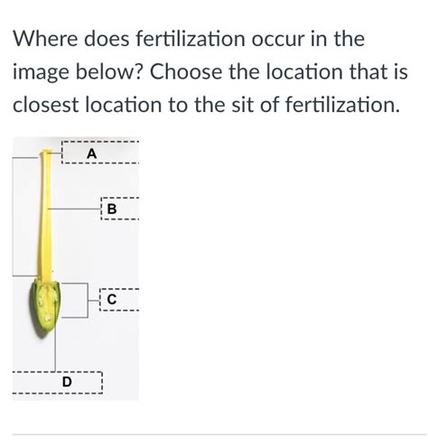 Solved By An Expert Where Does Fertilization Occur In The Image Below
