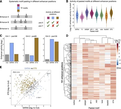 Enhancers Display Constrained Sequence Flexibility And Context Specific Modulation Of Motif Function