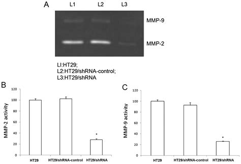 Downregulation Of Cd147 Expression By Rna Interference Inhibits Ht29