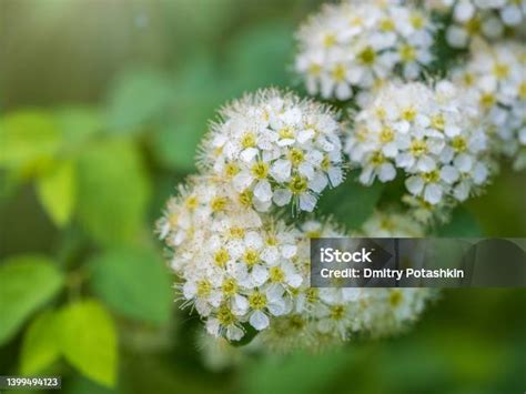 녹색 배경의 Spiraea Chamaedryfolia 또는 게르만 메도우 스위트 또는 느릅 나무 잎 첨탑 흰색 꽃 0명에 대한