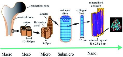 Recent Advances In The Synthesis Functionalization And Biomedical