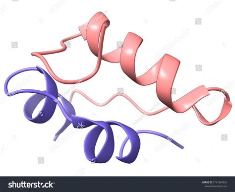 Recombinant Human Insulin 3dmodel Heterodimer Quaternary Stock