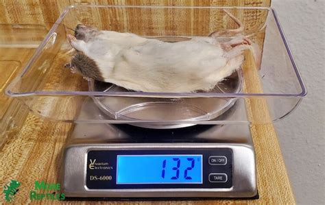 How Much And How Often Should Ball Pythons Eat