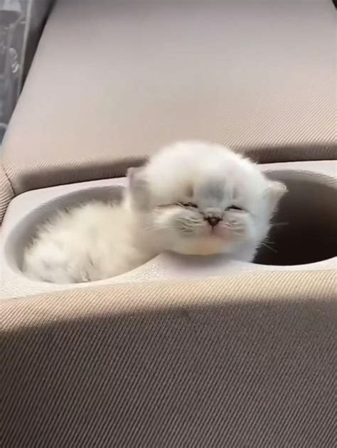 Cute Kitten Video 🥰🥹