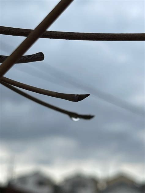 久しぶりの雨 セレブ