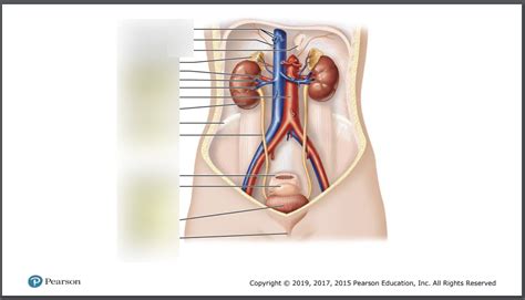 Urinary System Part 1 Diagram Quizlet
