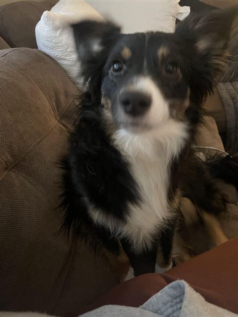 My beautiful boy ️ He’s turning 1 in 3 days!!!! 🥲 : r/miniaussie