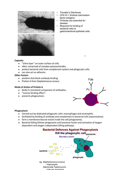 Bms1021 Metabolism Immunology And Microbiology Notes Bms1021 Cells