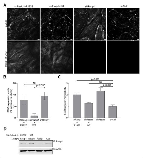 Rap1 Binding Deficient Rasip1 Fails To Rescue Mlc Phosphorylation And