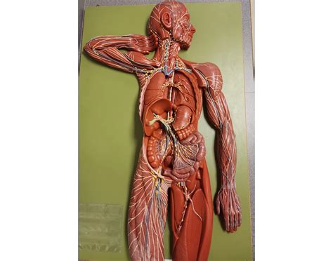 Lymp Nodes On Model Quiz