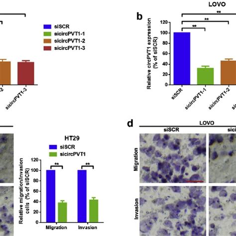 Downregulation Of Circpvt1 Suppressed Migration And Invasion In Ht29