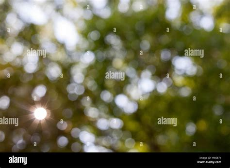 Blurred Abstract Tree Bokeh With Sun Flare Stock Photo Alamy