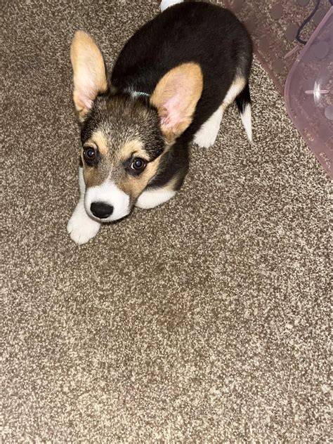 My First Corgi Shippo 3mo Vs 2mo My 8 Yo Daughter Sobbed Last