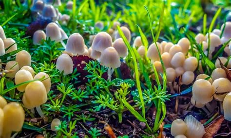 Psilocybin Global Wellness Institute