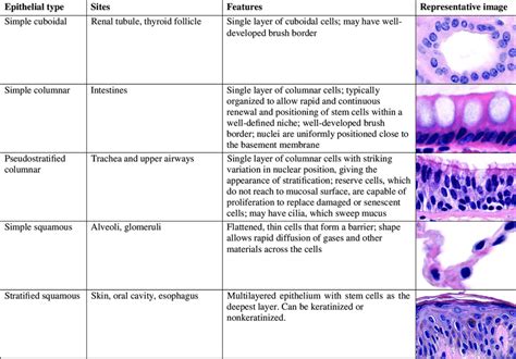 Explain The 3 Different Cell Shapes Of Epithelial Tissue