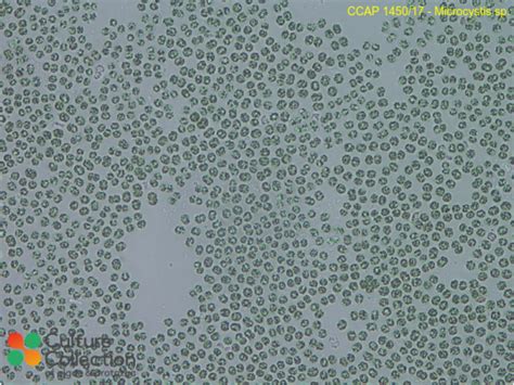 Microcystis Sp