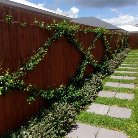 Jasmine On Trellis At Eva Harpur Blog