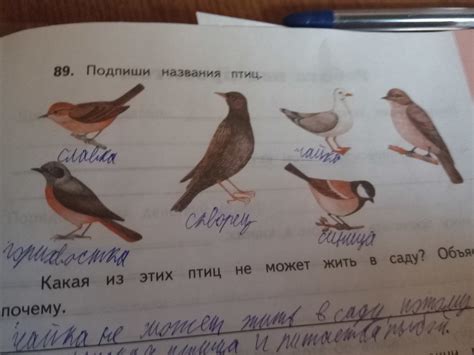 Подпиши названия птиц Школьные Знания Com