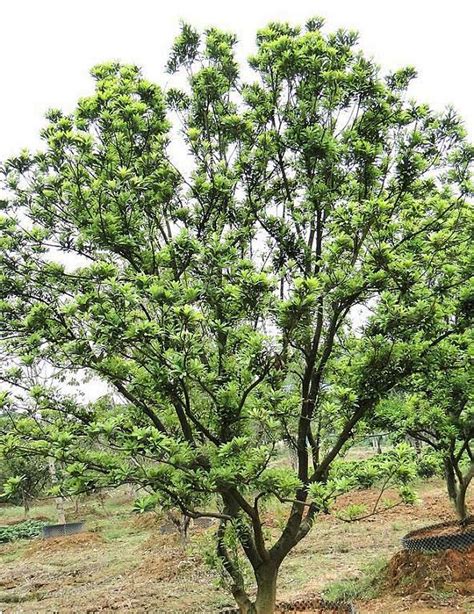 丛生杨梅 花瓣网