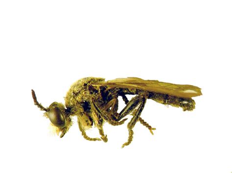 Pine Sawflies