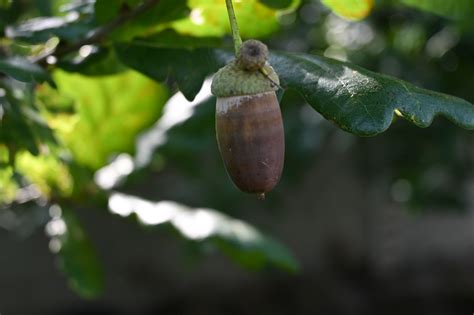Acorns Oak Tree Free Photo On Pixabay Pixabay