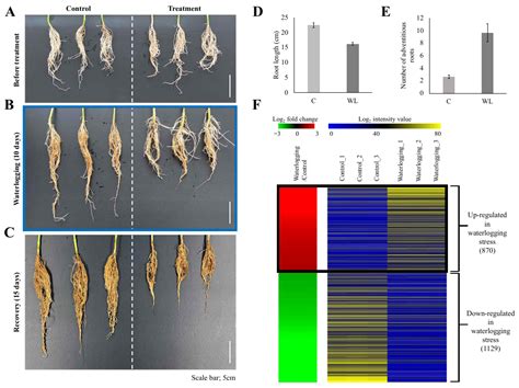 Characterization Of The Regulatory Network Under Waterlogging Stress In