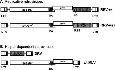Schematic Representation Of Replicative Vector Systems Three Download Scientific Diagram