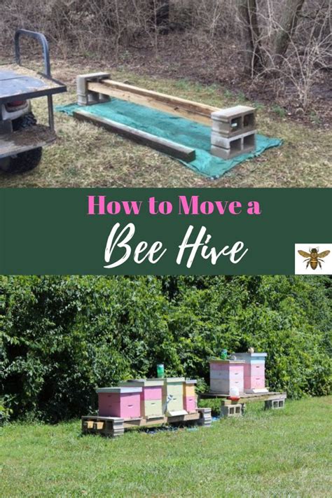 How To Move A Bee Hive Bee Hive Backyard Bee Bee Keeping
