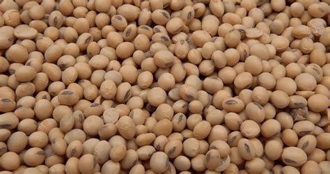 Soybean School An Inside Look At Grading Soybeans Realagriculture