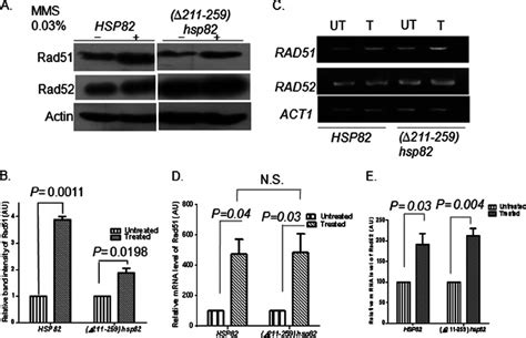 Mms Induced Upregulation Of Rad51p And Rad52p In The Hsp82 ⌬ 211 259
