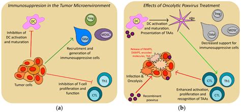 Biomedicines Free Full Text Recombinant Poxvirus And The Tumor