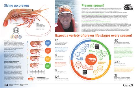 Area 17 Prawn Closures And Regulations