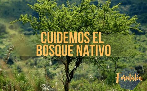 Día Internacional De Los Bosques 2023 Forestatón