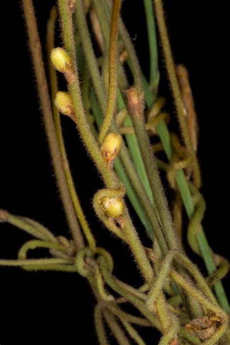 Cassytha Pubescens • New Zealand Plant Conservation Network
