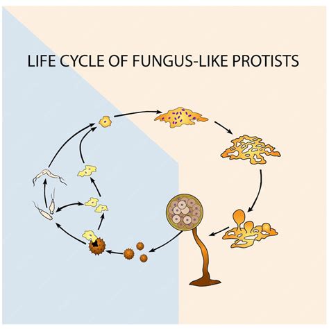 Premium Vector Life Cycle Of Fungus Like Protists Vector Diagram