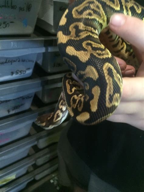 Cute Ball Pythons Iii 10 By Thefoxvampire On Deviantart Cute Ball Pythons Iii 10 By Thefoxvampire On Deviantart