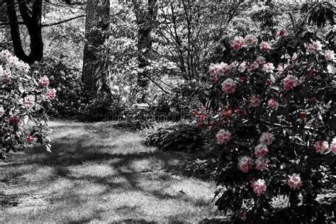 Selective Color Shot Of Garden Phlox Flowers Stock Image Image Of
