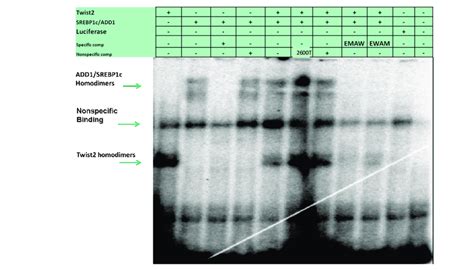 Emsa Using The Ch2700ea Double Stranded Oligonucleotide For This