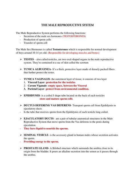 Solution Anatomy Reproductive System Notes Studypool