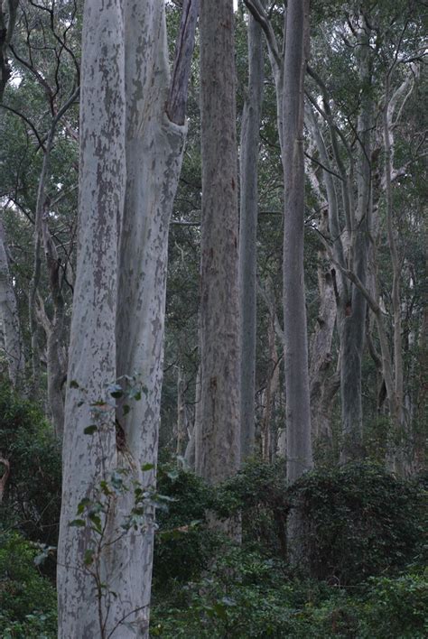 Corymbia Maculata Myrtaceae