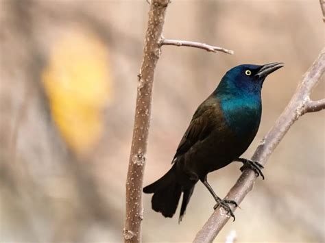 How To Get Rid Of Grackles In Trees Bird Proofing Guide