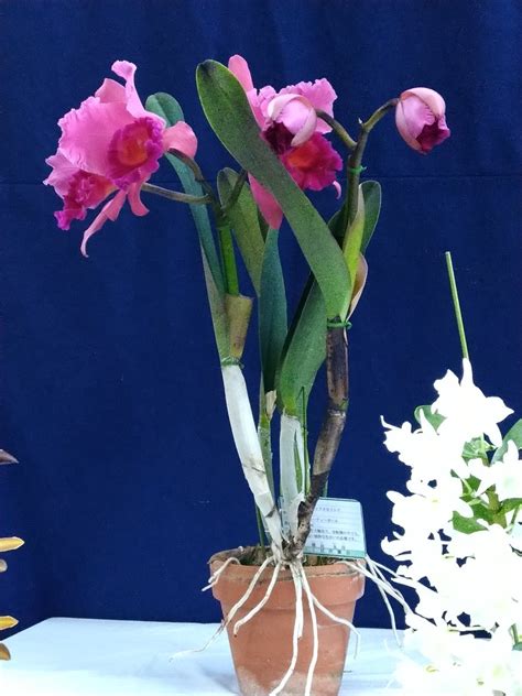 ミッキー on Twitter 筑波実験植物園のつくば蘭展がいよいよはじまりました 素晴らしい蘭がたくさん咲いています 筑波実験