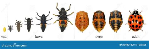 Stages Of The Ladybug Life Cycle Adult Ladybug Stock Image