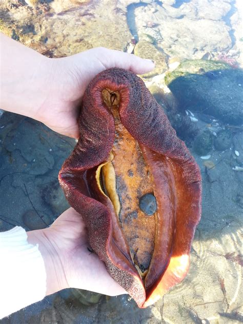 Gumboot Chiton
