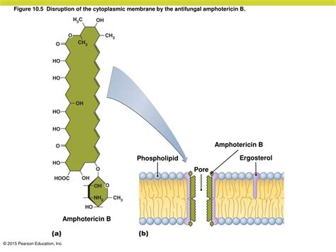 Ppt Controlling Microbial Growth In The Body Antimicrobial Drugs