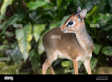 Kirks Dik Dik Madoqua Kirkii Male Small Antelope Native To Eastern
