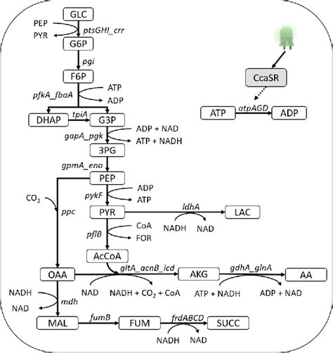 Metabolic Pathway Of The Anaerobic Lactate Fermentation By E Coli The