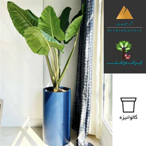 گلدان دکوراتیو بابا آدم شماره 3 بدون چرخ ارسال سریع امروز ایران