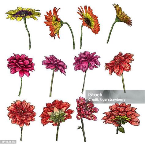 고립 된 데이지 달리아 진 니 아와 거 베라 잉크 손으로 그려진 된 꽃 그림 검은 색과 색상 평면에 흰색 바탕에 윤곽선의 집합입니다 봄 식물 꽃 벡터입니다 달리아에 대한