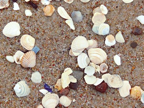 Premium Photo High Angle View Of Seashells On Sandy Beach